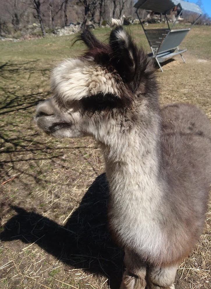 Lama-Infos - lama-adventure