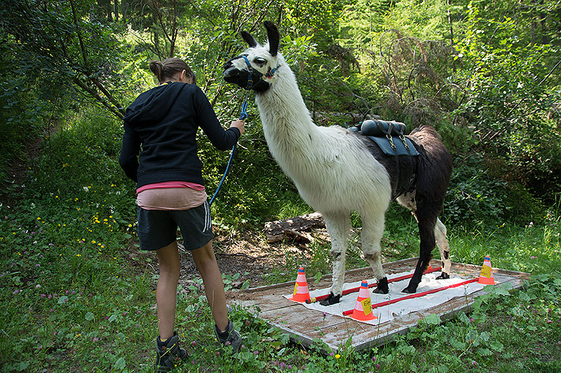 Fun-Tag - lama-adventure