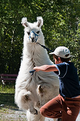 Home - lama-adventure