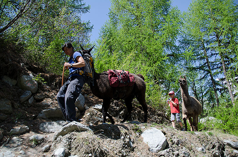 Lama-Tagestrekking - lama-adventure